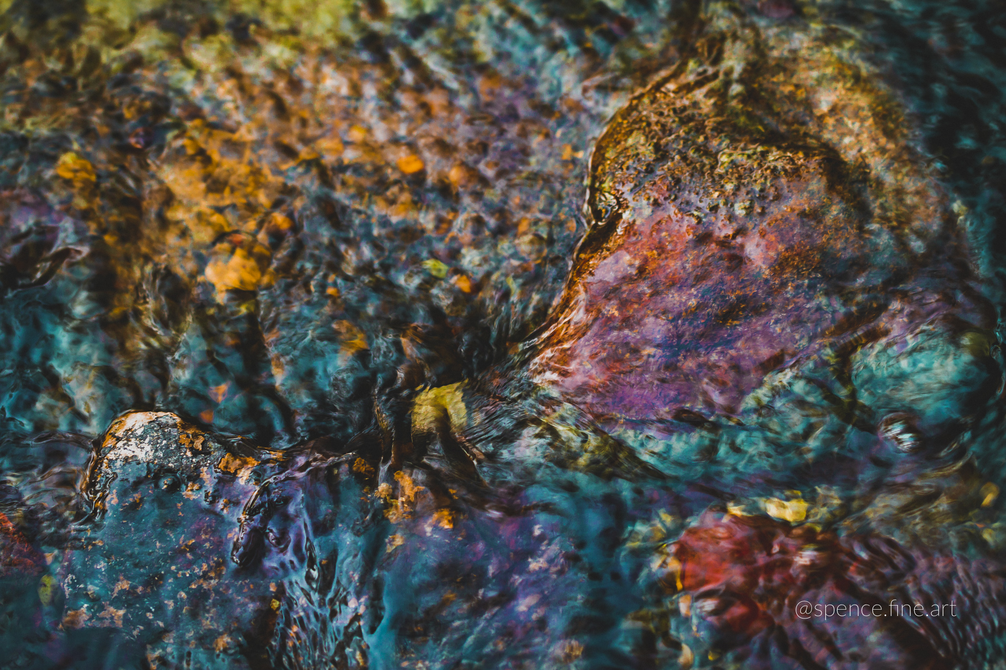 Fine Art Floral Photography | Chicago Fine Art Photography - Spence ...